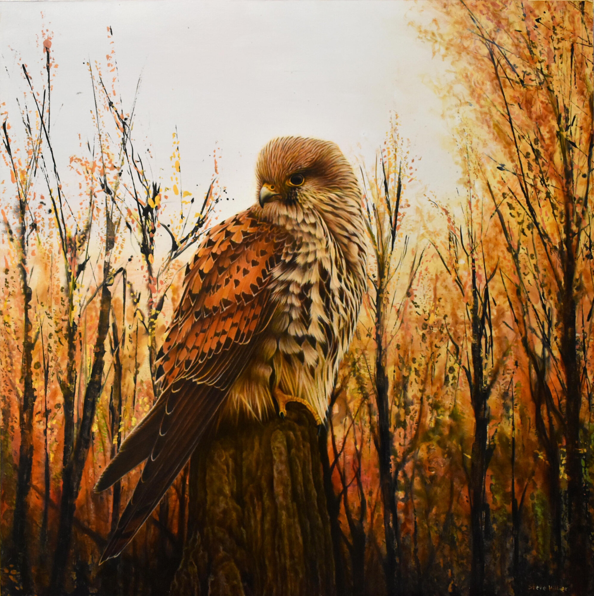 The opportunist, Australian Kestral - The Doyles Art Award