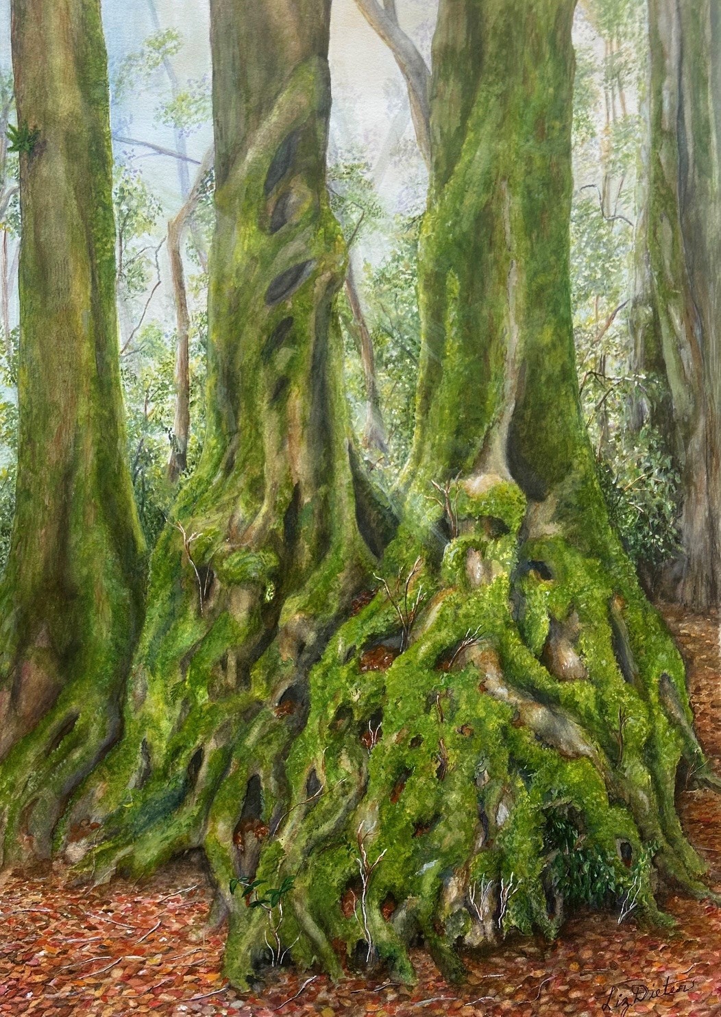 Ancient Antarctic Beech Trees, Springbrook National Park - The Doyles ...