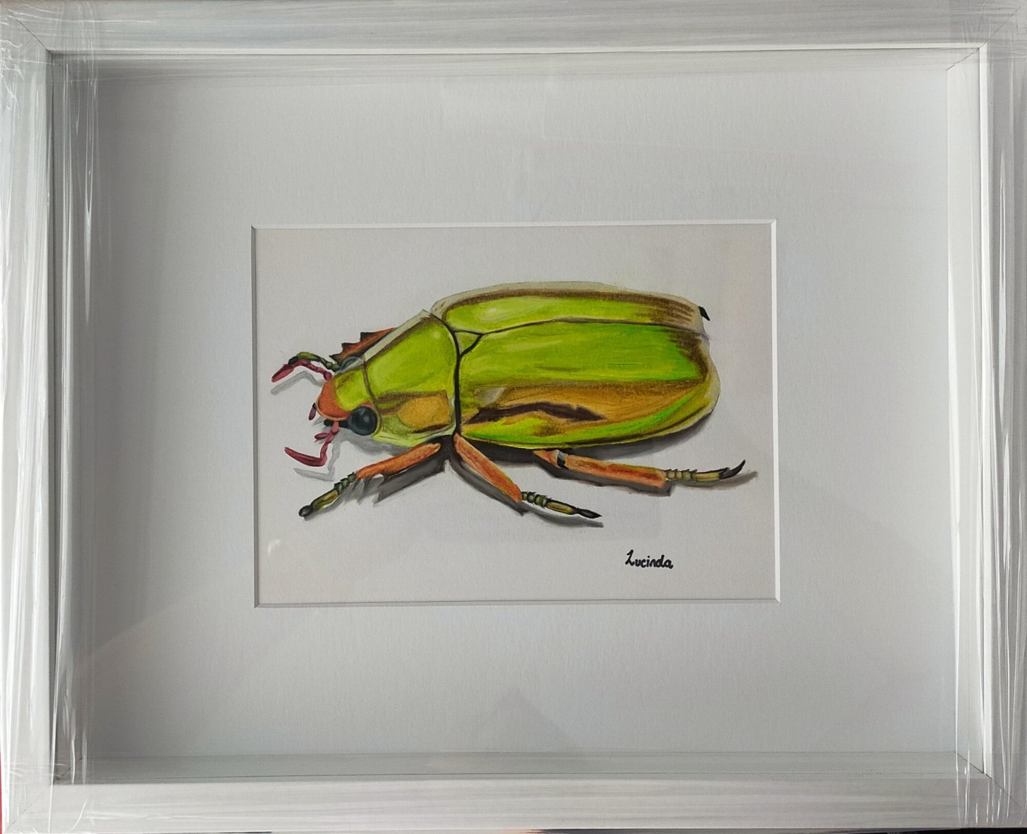 Chrysina Aurigans - The Doyles Art Award